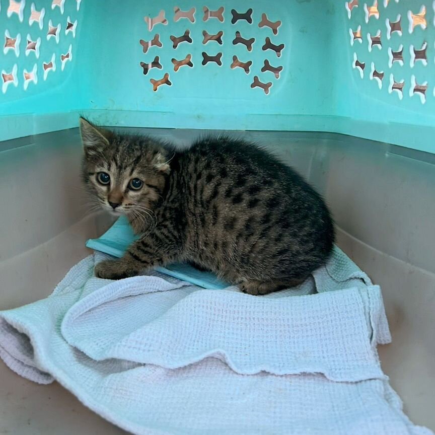 Мальчик 2,5-3 месяца