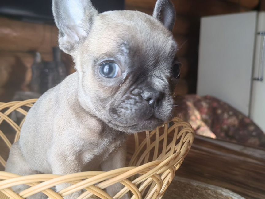 Французский бульдог щенки (голубой ген глаз)