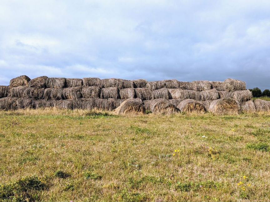 Сено в рулонах 2022