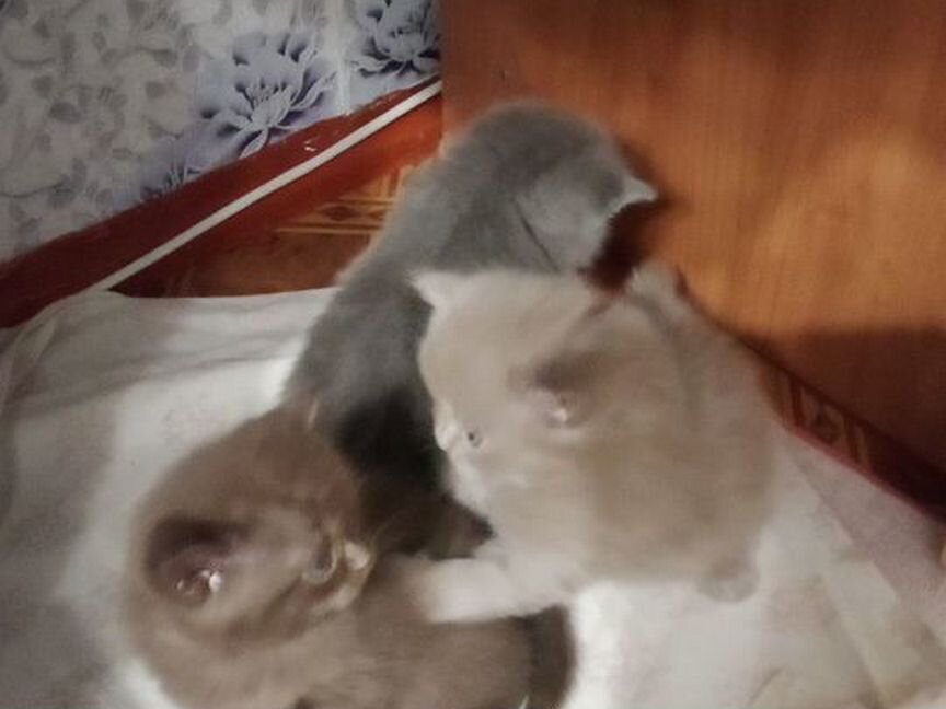 Британские котята