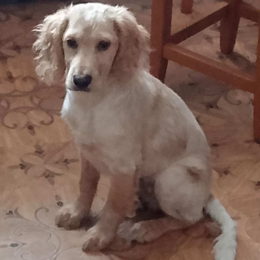 Щенок в добрые руки