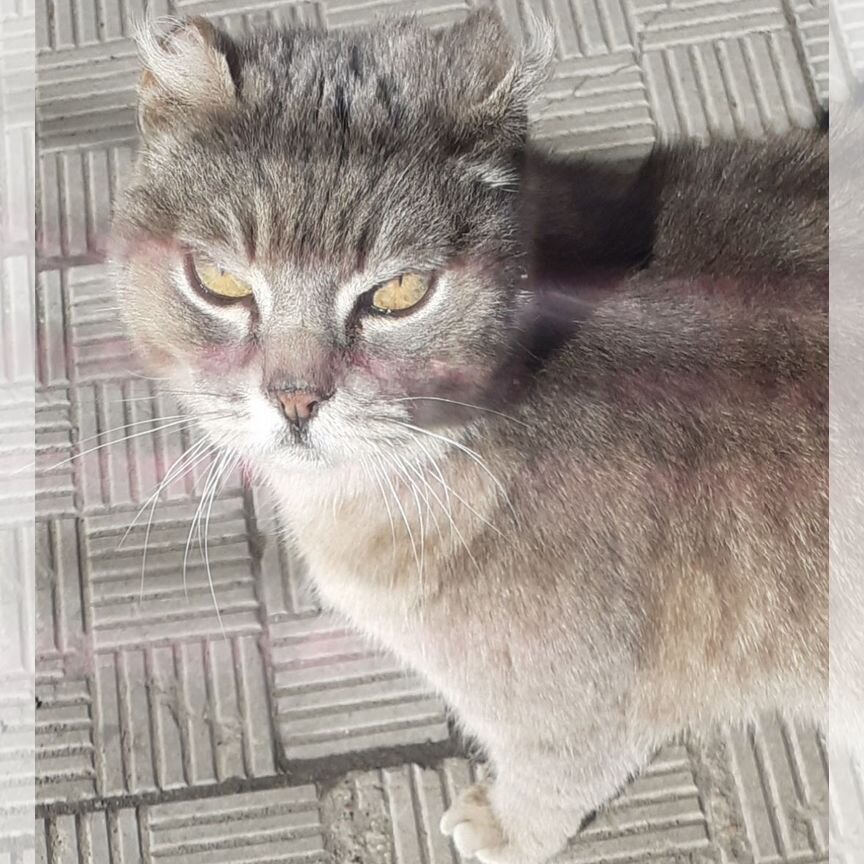 Шотландская вислоухая короткошёрстная, взрослая кошка