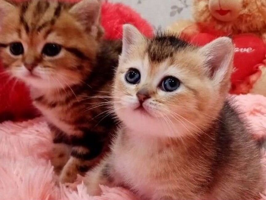 Шиншилловые красивые котомалыши