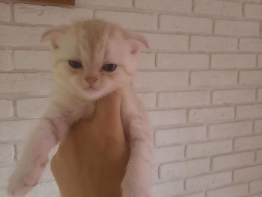 Шотландская вислоухая