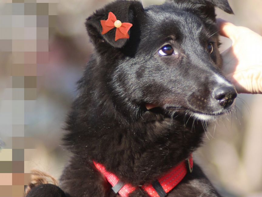 Это не собака, это чудо- собака