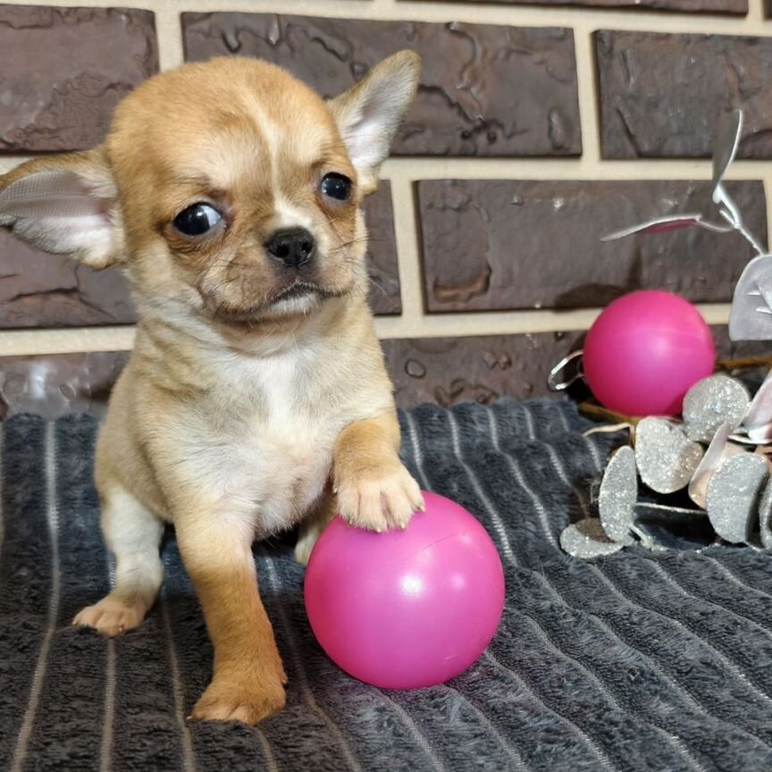 Чихуахуа, щенок