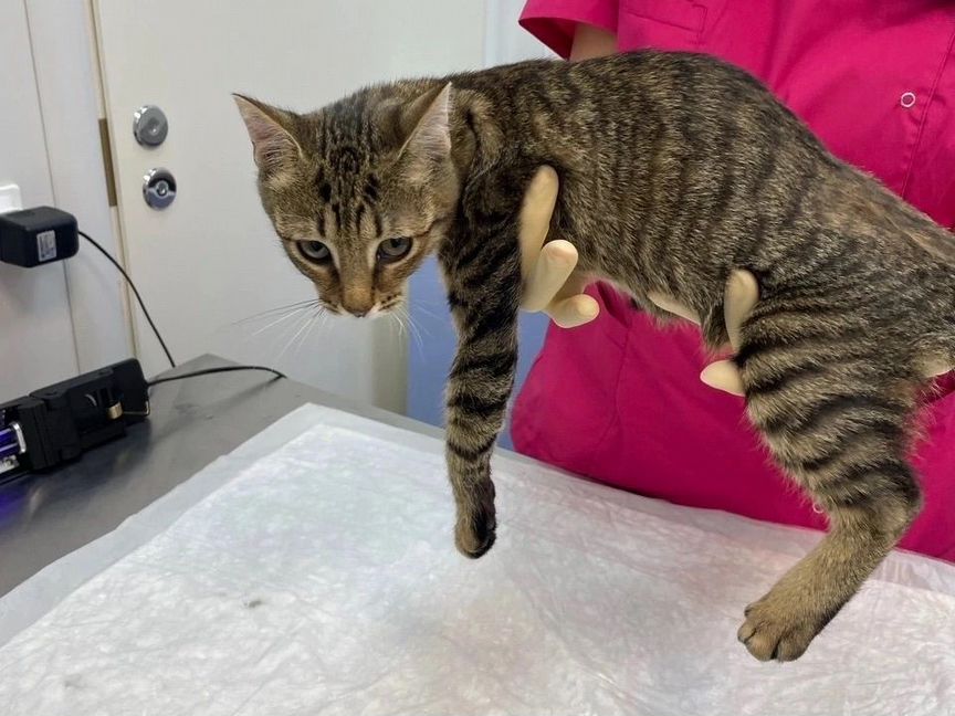 Помощь котенку Кузе