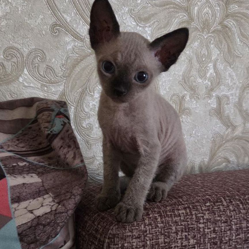 Донской сфинкс котёнок