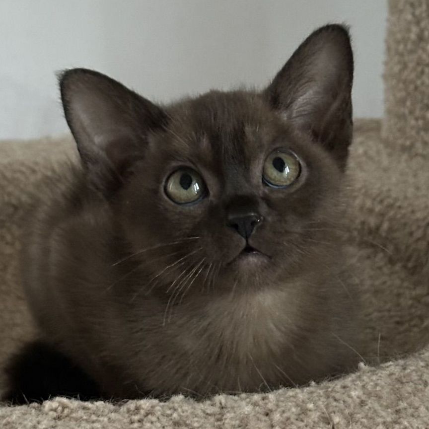 Европейский бурманский котёнок