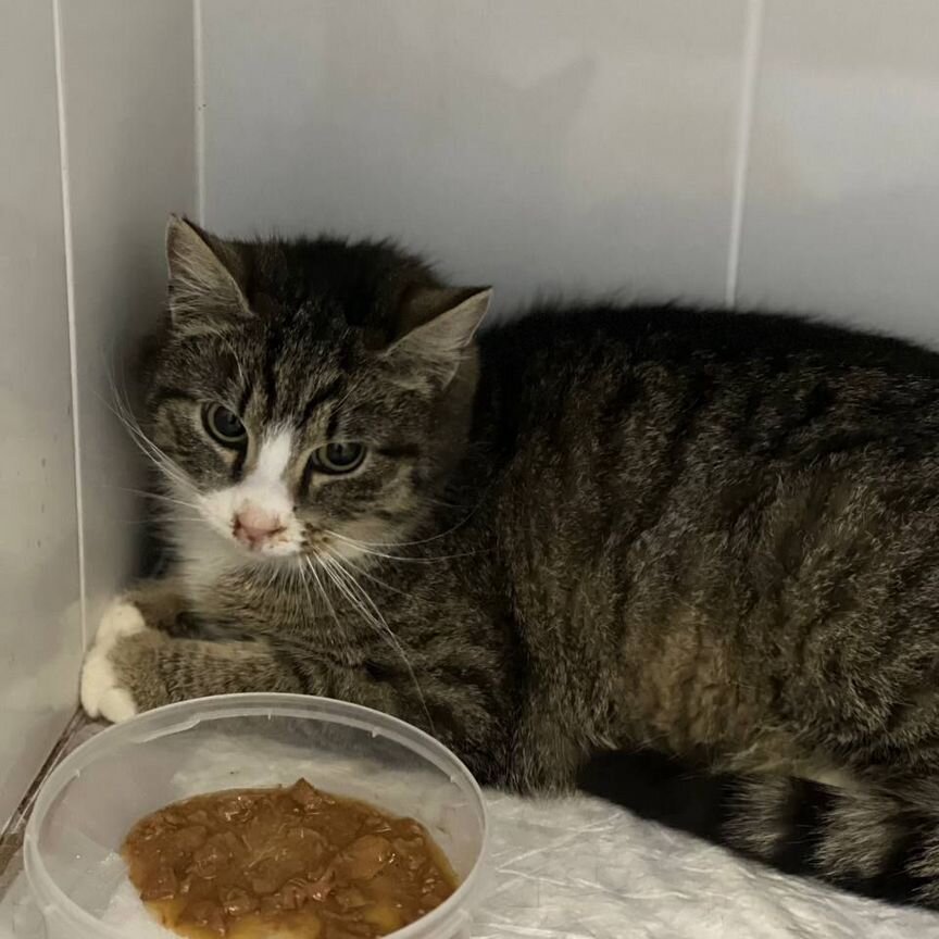 Взрослая, кошка в добрые руки