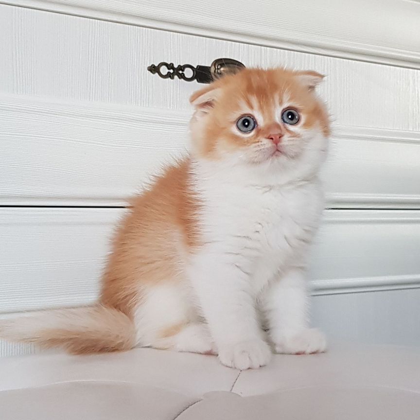 Шотландский котёнок