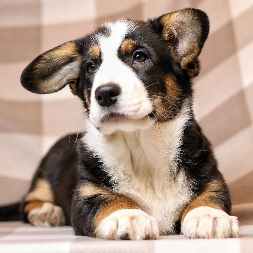 Вельш-корги кардиган щенки