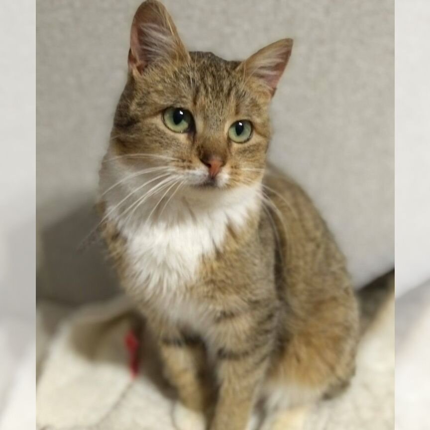 Миниатюрная кошечка ищет дом