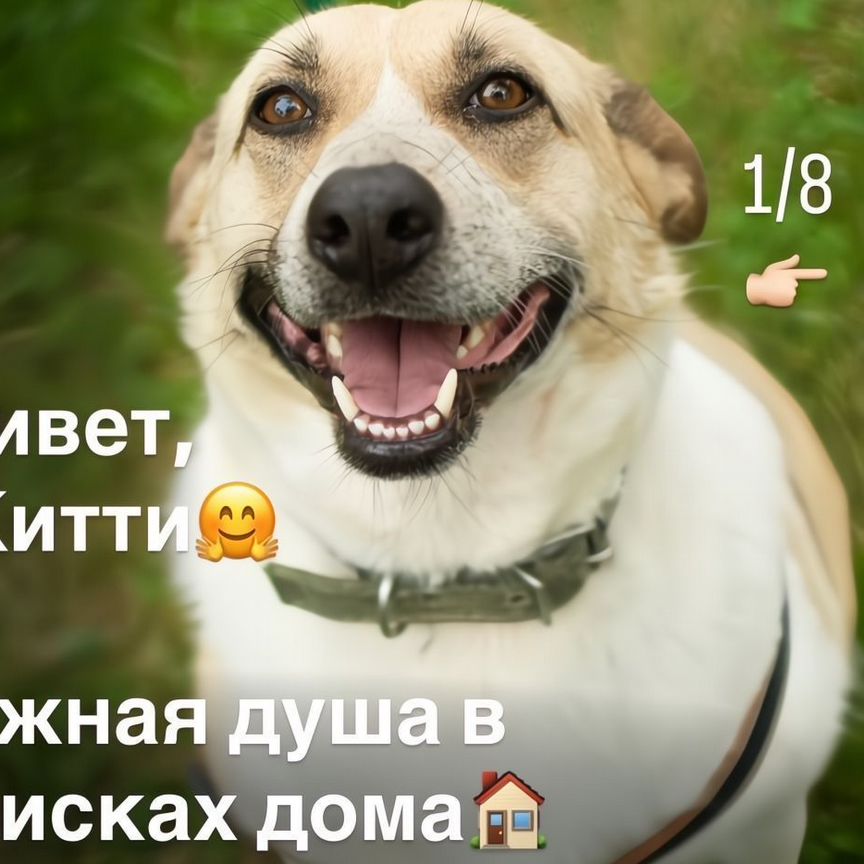 Взрослая собака в добрые руки