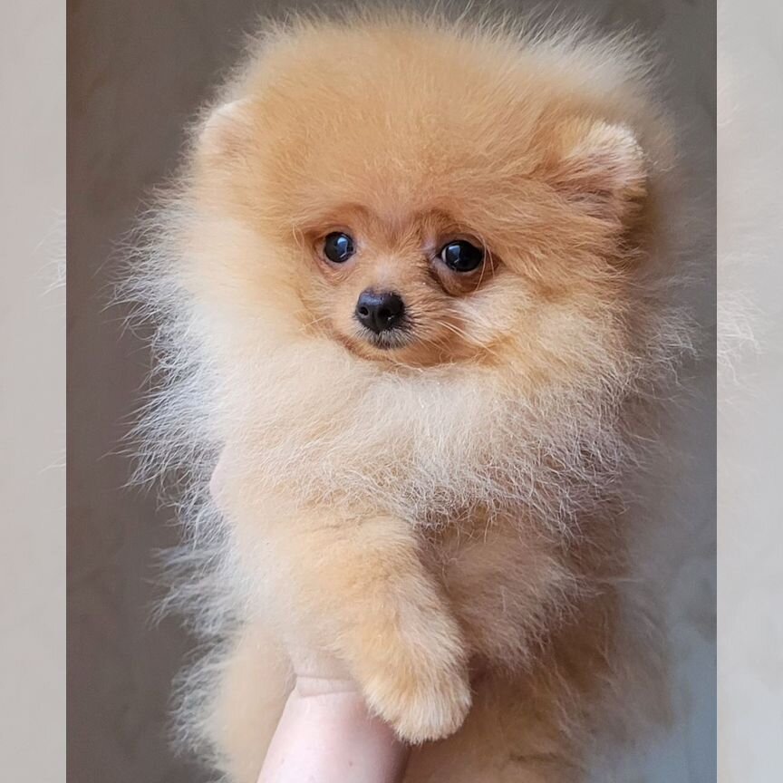 Померанский шпиц, щенок