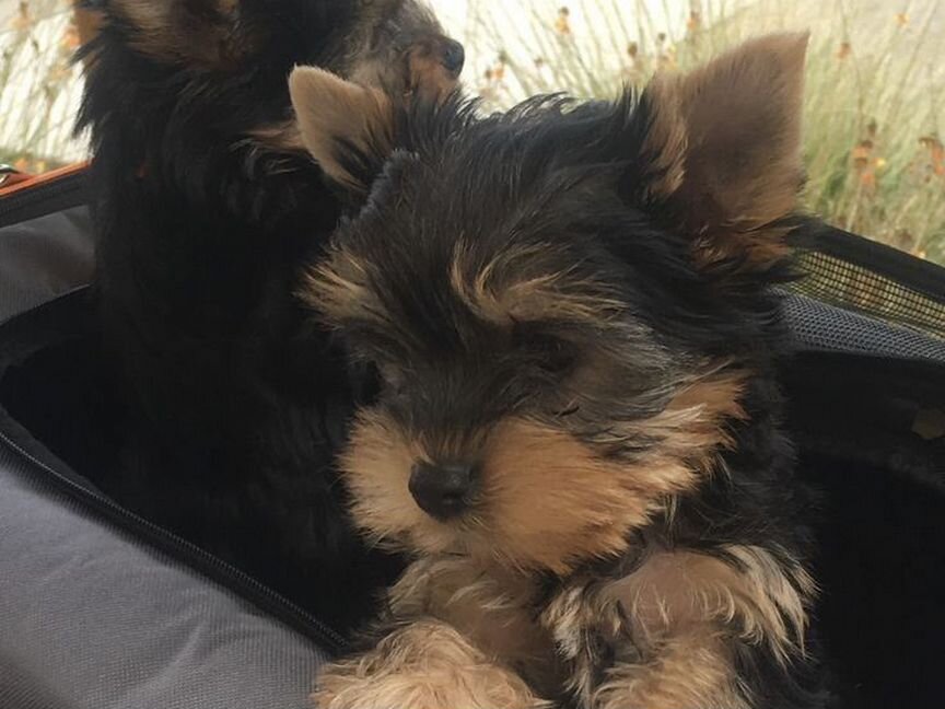 Йоркширский терьер мини