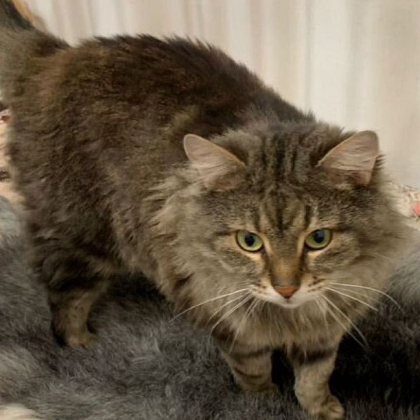 Котик Рысик