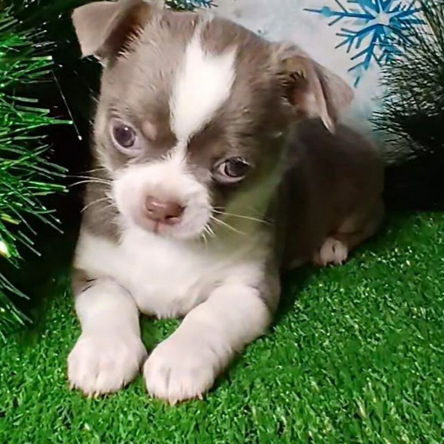 Чихуахуа, щенок