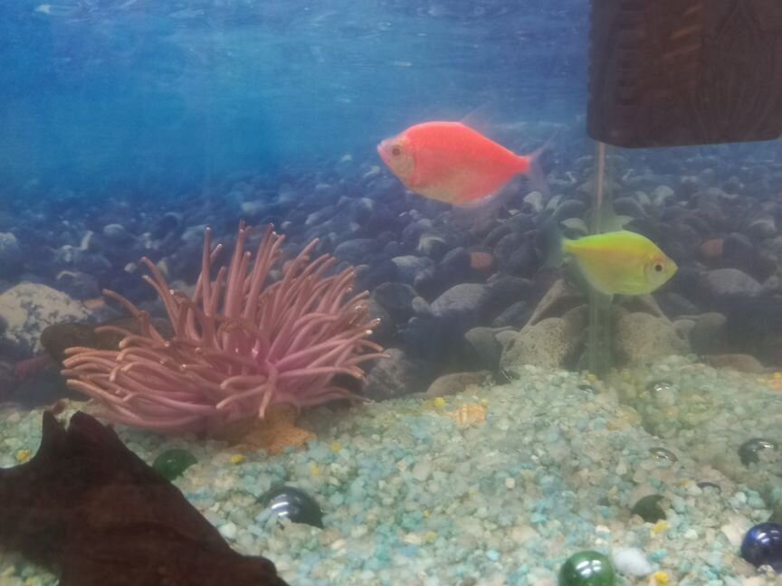 Продам аквариум (40 л) с рыбками