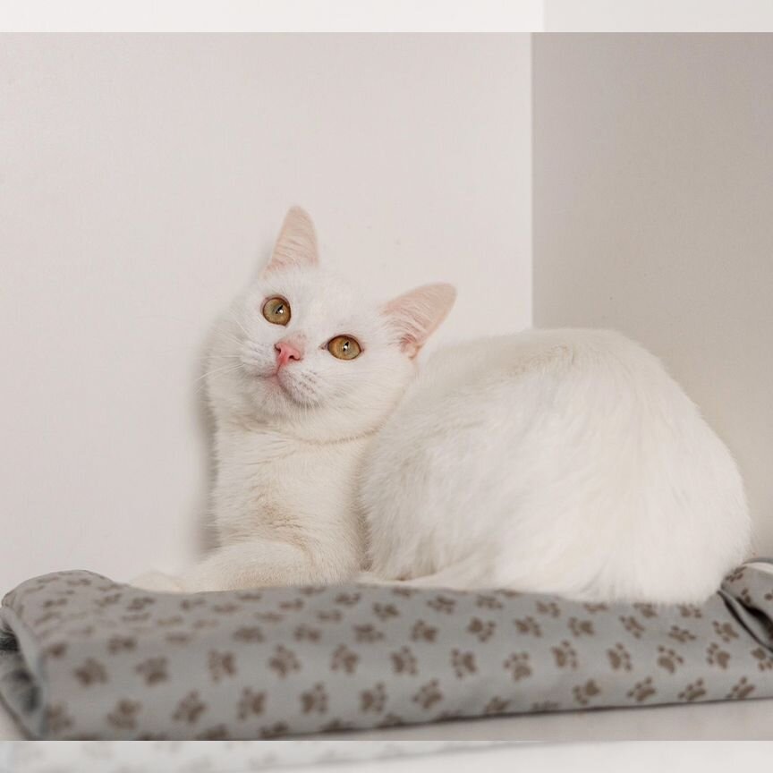 Красавица кошечка ищет дом