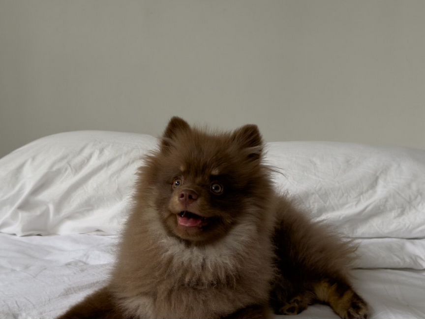 Померанский шпиц лисичка