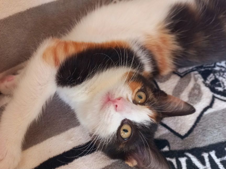 Котенок бесплатно
