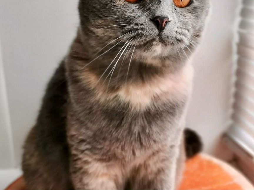 Кошечка красавица британских кровей