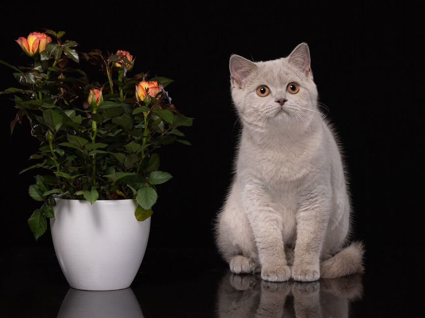 Лиловая британка