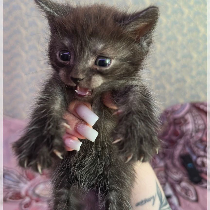 Котёнок в добрые руки