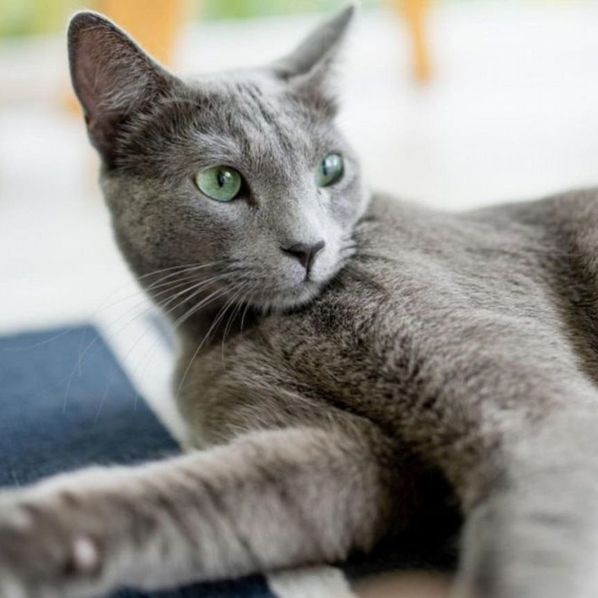 Кошка-русская голубая в добрые руки бесплатно