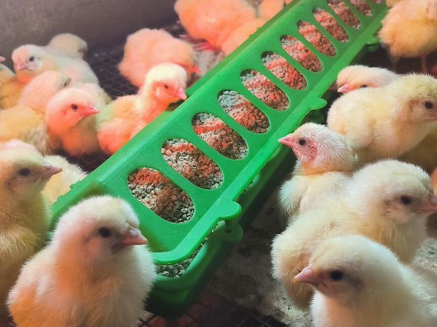 Цыпленок бройлер,суточный, белорусь росс-308