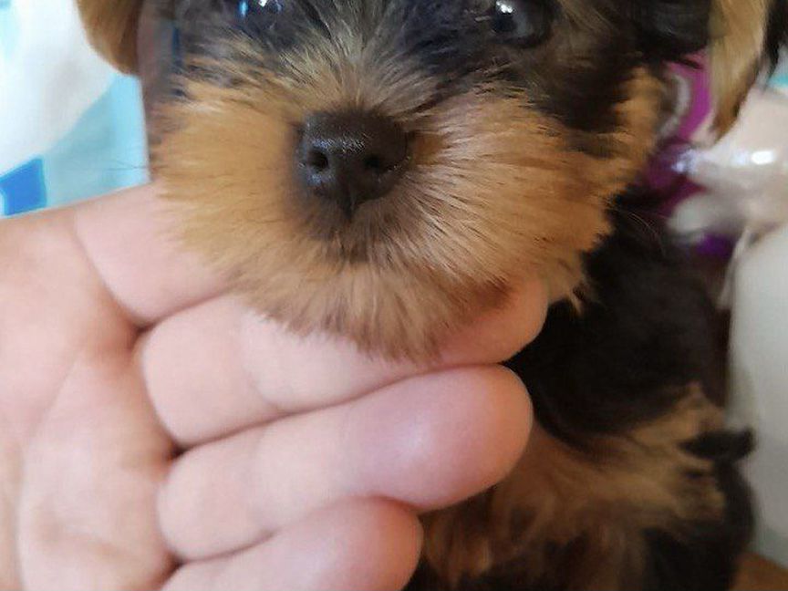 Йоркширский терьер