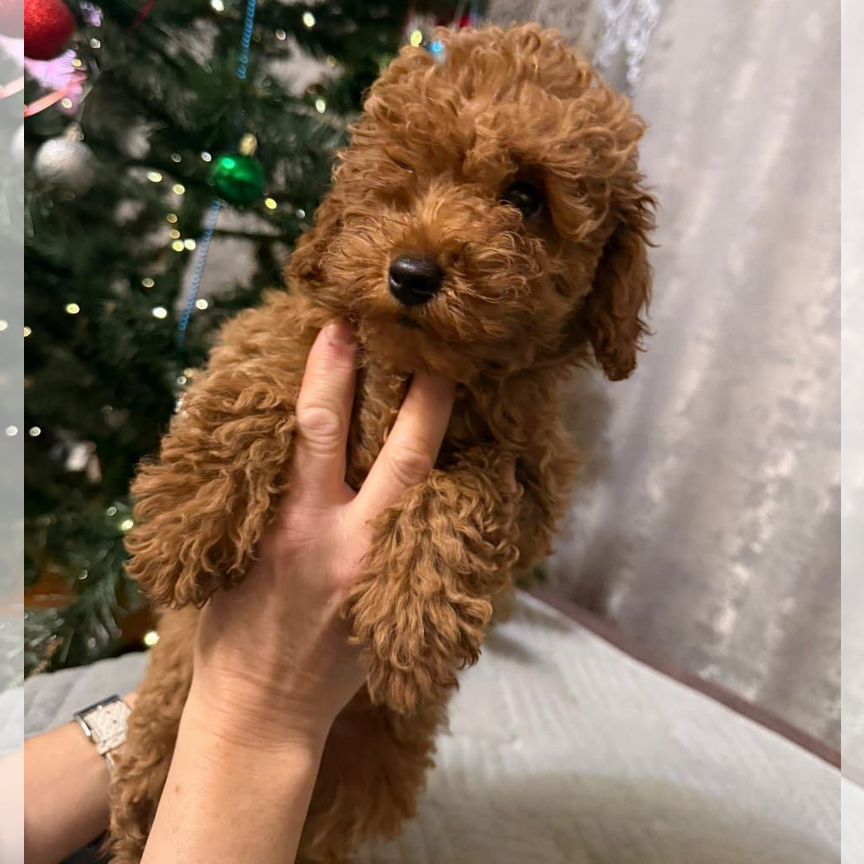 Карликовый пудель, щенок