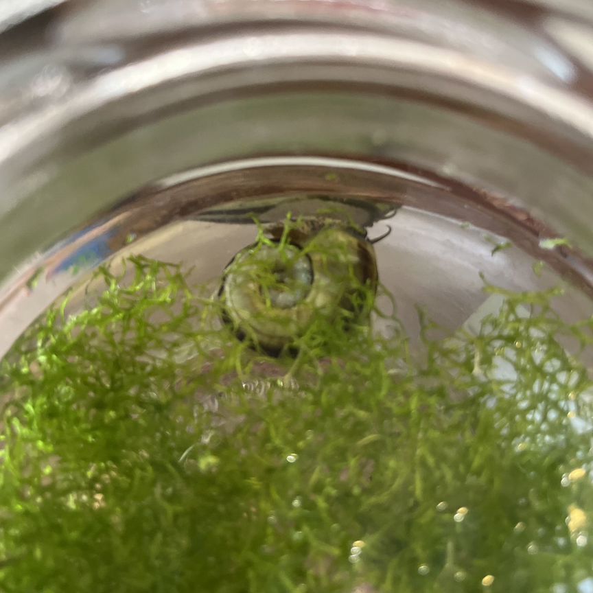 Улитка Мариза