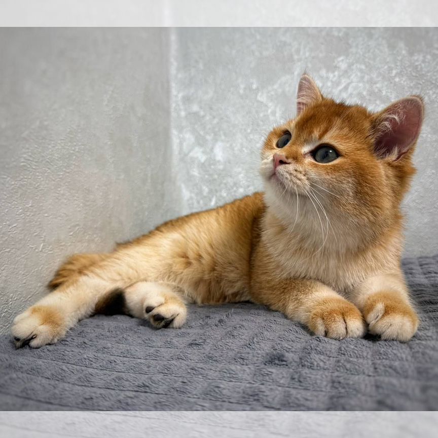 Британский короткошёрстный котёнок