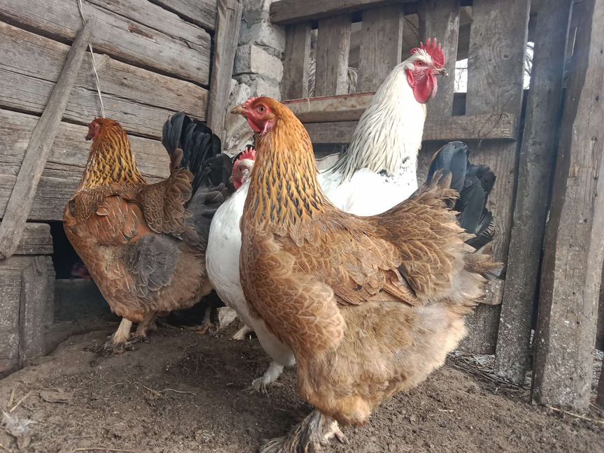 Инкубационные яйца