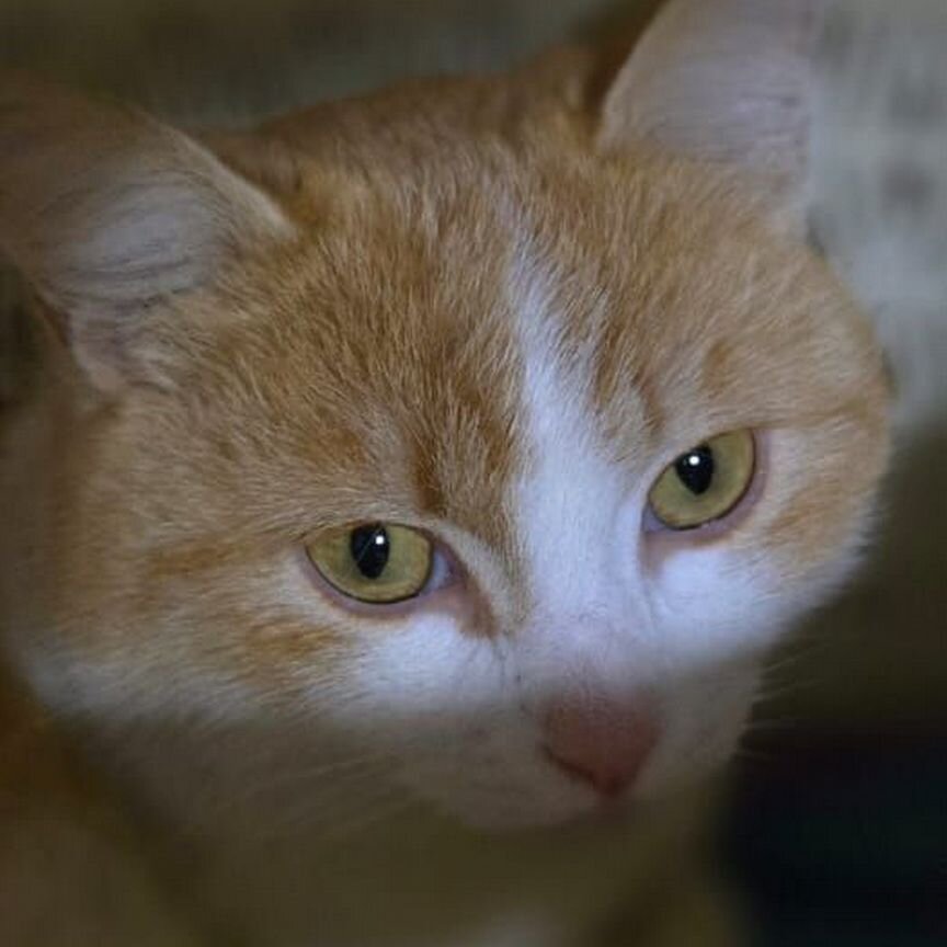 Котик мальчик ищет дом