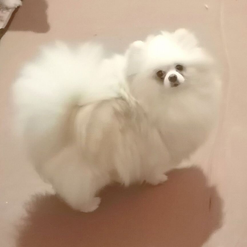 Шпицы. Малыши бронь