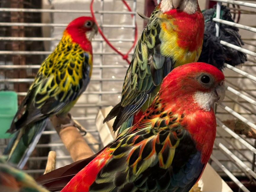 Попугай розелла 6,5 т