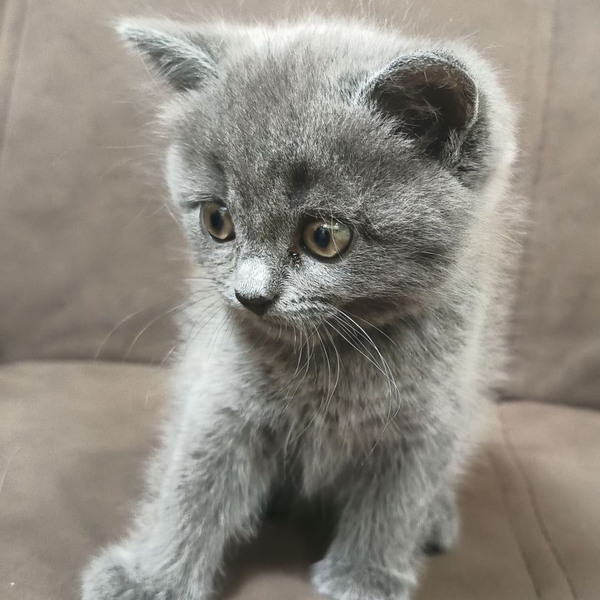 Британский короткошёрстный котёнок