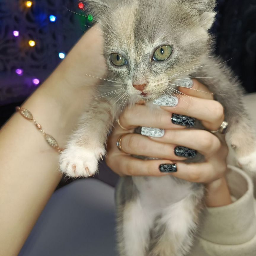 Отдам котят в добрые руки