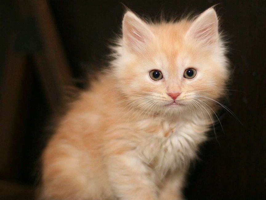 Курильский котик