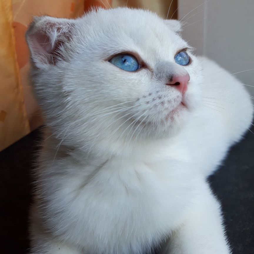 Британские котята