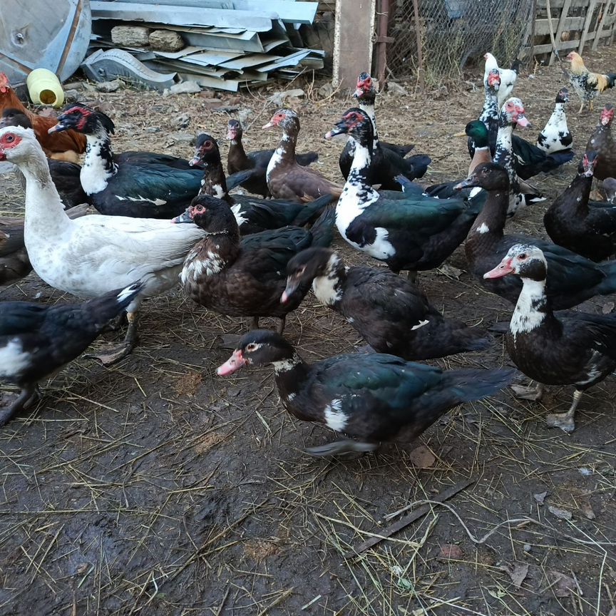 Утки живым весом