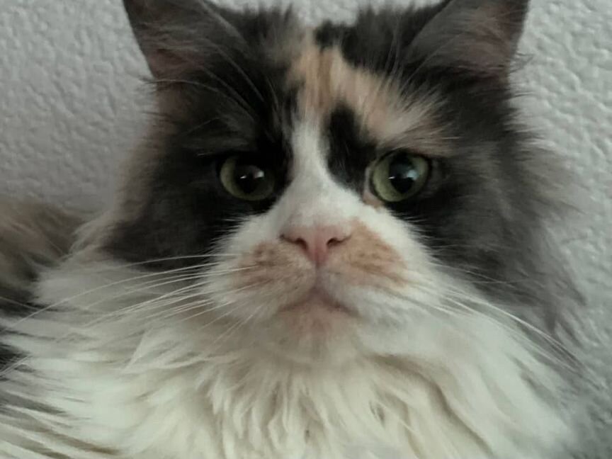 Кошка в добрые руки