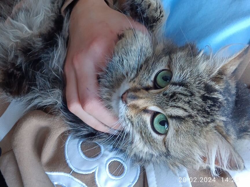 Европейская порода кота