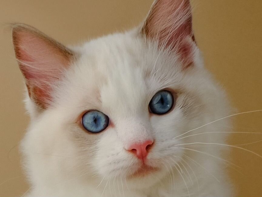 Ragdoll котёнок-мальчик