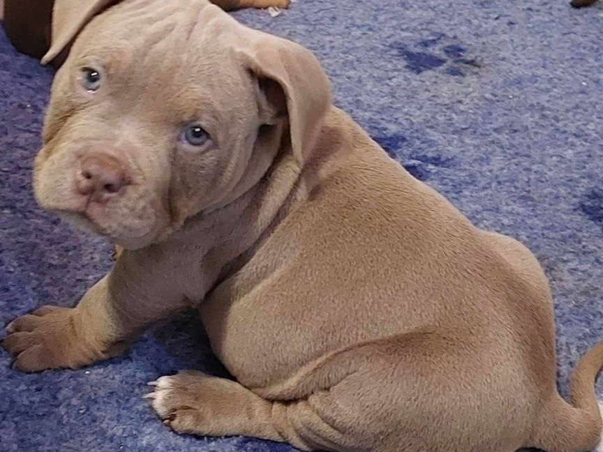 Американский булли мальчик