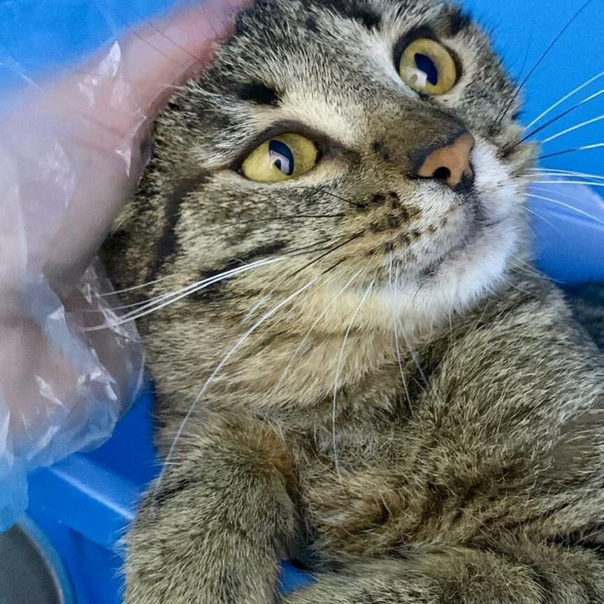 О чем мечтает приютская кошка Пеппер