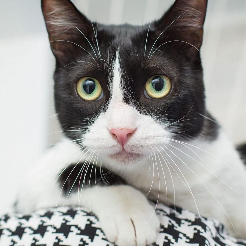 Кошка ищет дом